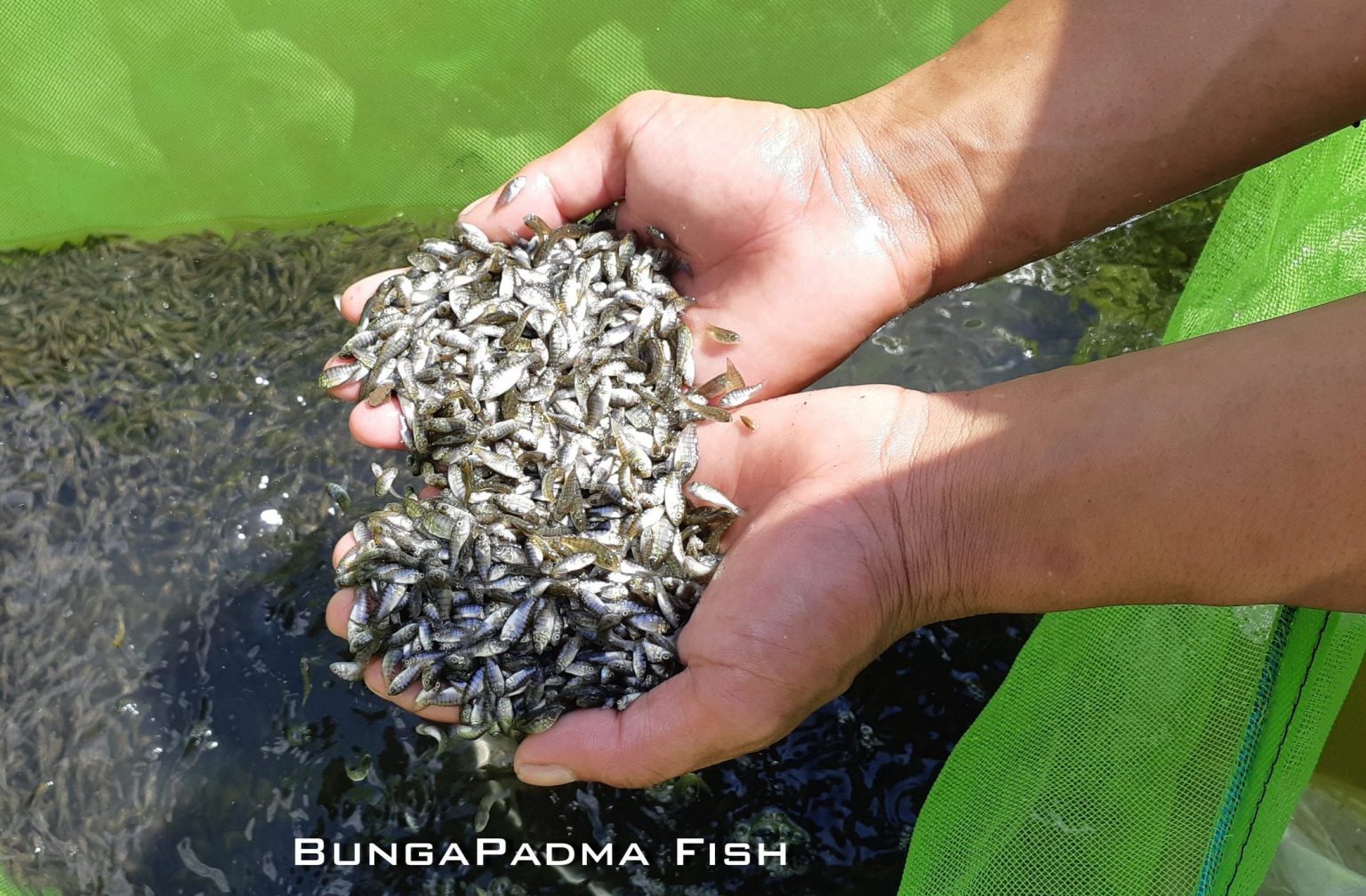 Jual Benih Ikan Nila Unggulan dan Berkualitas - Benih Ikan Nila